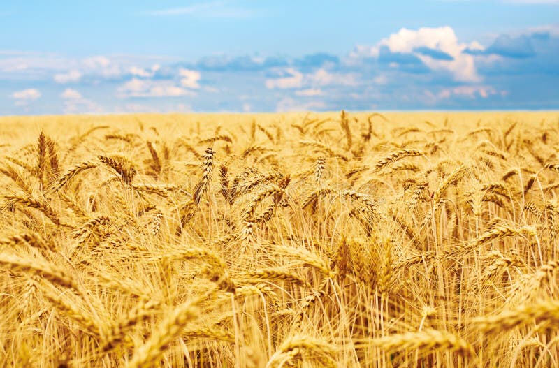 Wheat Field, Fresh Crop of Wheat Stock Photo - Image of crop, natural ...