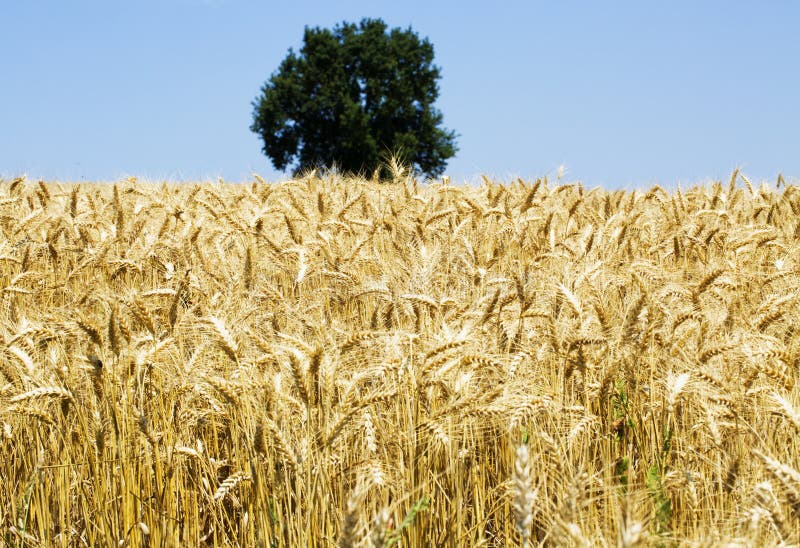Golden Wheat Field with Green Tree in the Back Stock Photo - Image of ...