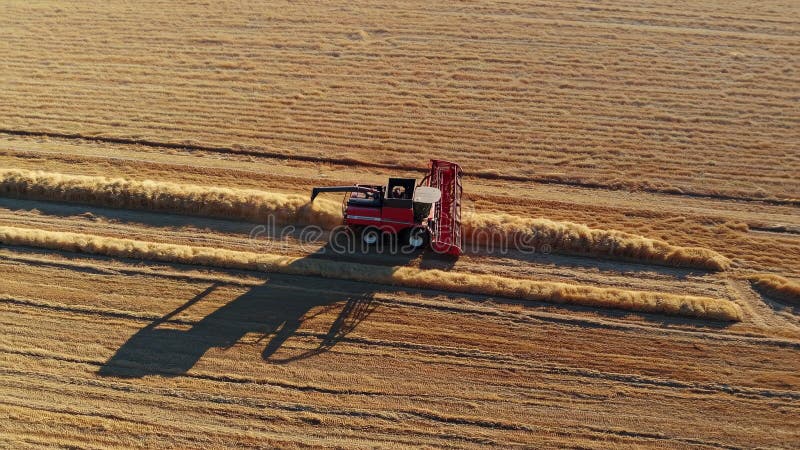 Combine Harvester Moving through Golden Wheat Field, Systematically ...