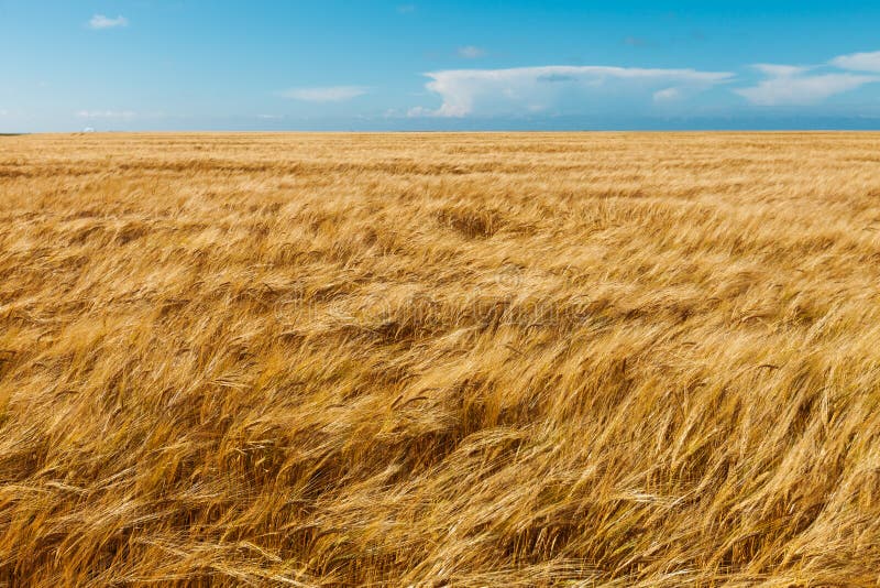 Golden Wheat Field and Light Blue Sky Stock Photo - Image of crop ...