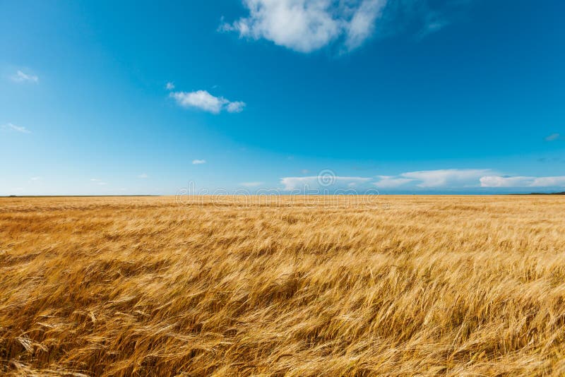 Golden Wheat Field and Light Blue Sky Stock Photo - Image of ...