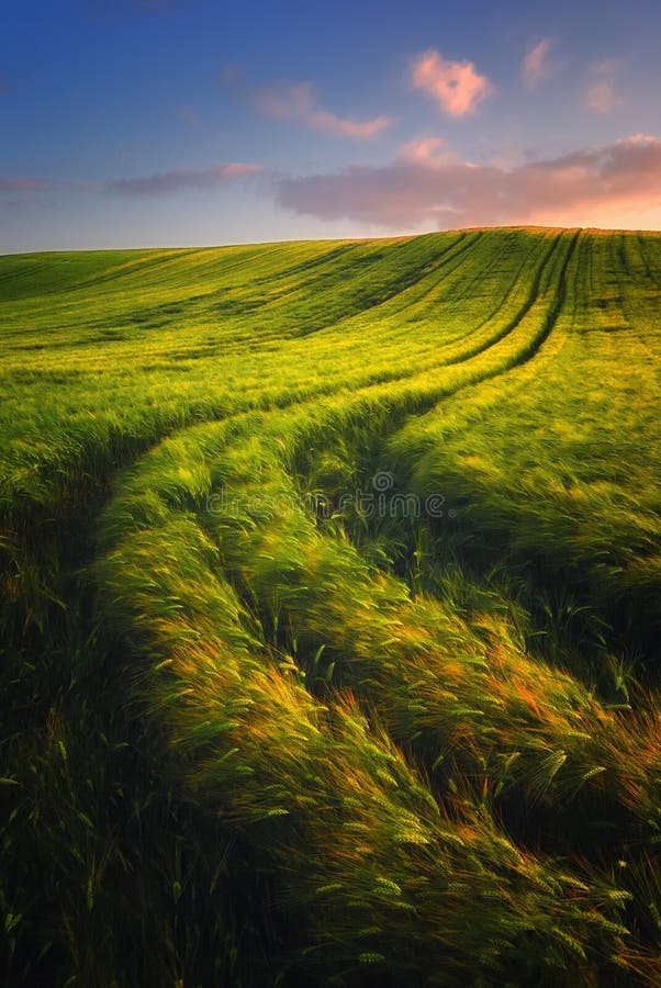 Golden Wheat Field with Path in the Sunset Time Stock Photo - Image of ...