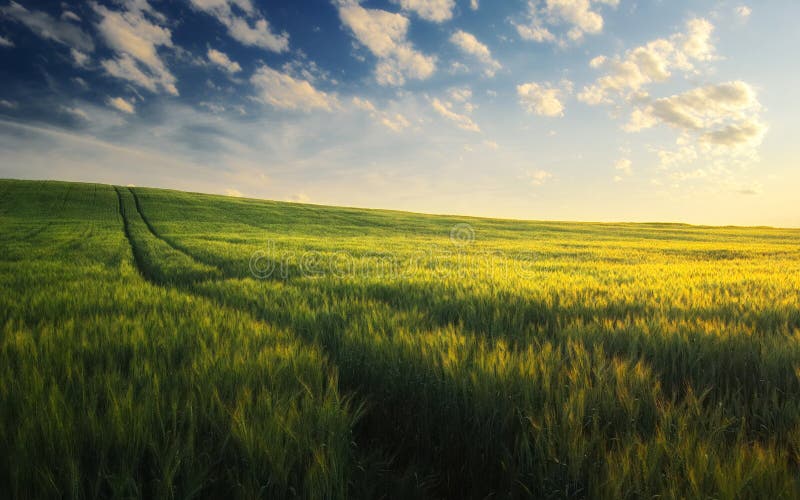 Golden Wheat Field with Path in the Sunset Time Stock Photo - Image of ...