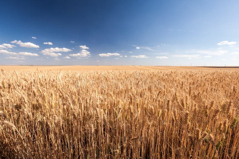 Golden Wheat Field Ready for Harvest Stock Photo - Image of crop ...