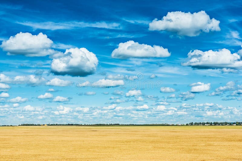 Golden Wheat Field and Sky Very High View Stock Image - Image of ...