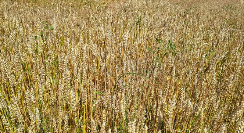 Golden Wheat Field and Sunny Day Stock Photo - Image of harvest ...