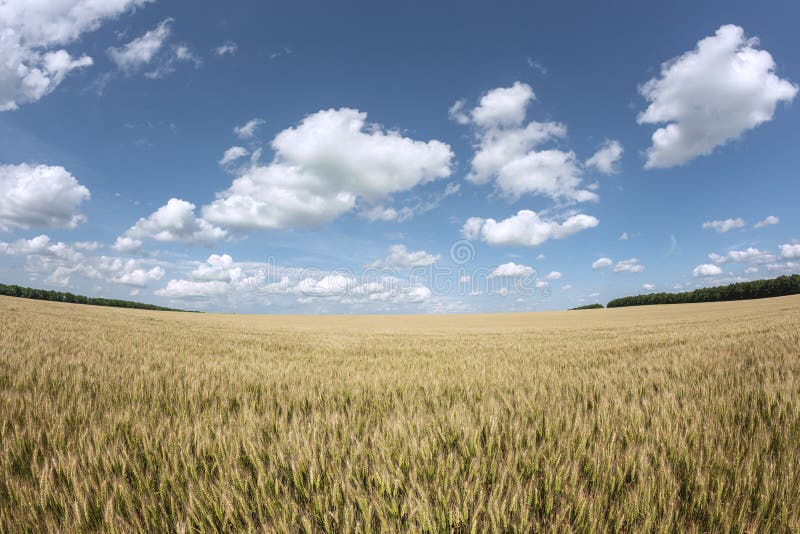 Golden wheat field stock photo. Image of healthy, natural - 223201602