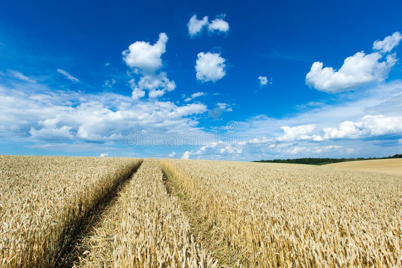 Golden wheat field stock image. Image of food, autumn - 263533589