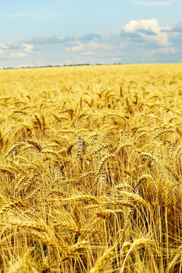 Golden Wheat Field and Sunny Day Stock Image - Image of food, gold ...