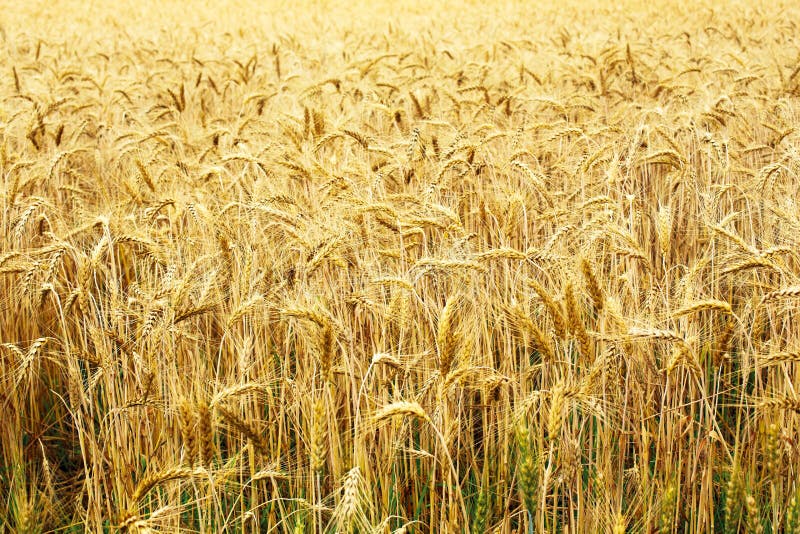 Golden Wheat Field and Sunny Day Stock Image - Image of golden, grass ...