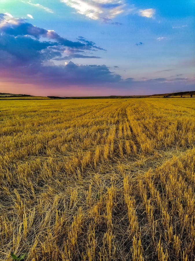 Golden field of wheat stock photo. Image of mountain - 224924866