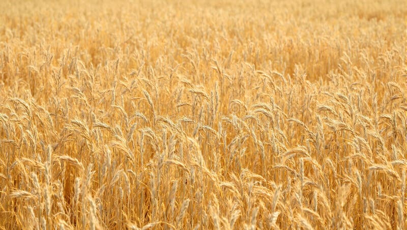 Golden Wheat Field with Tall Densely Packed Stalks Under Warm Sunlight ...