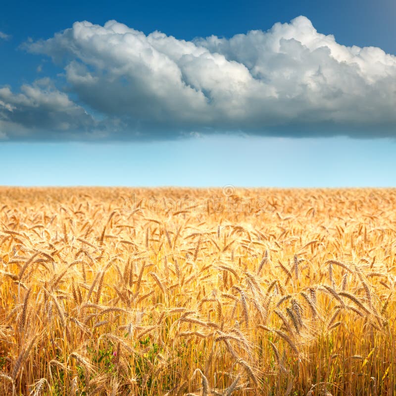Big Fields of wheat stock image. Image of rural, agricultural - 68419247