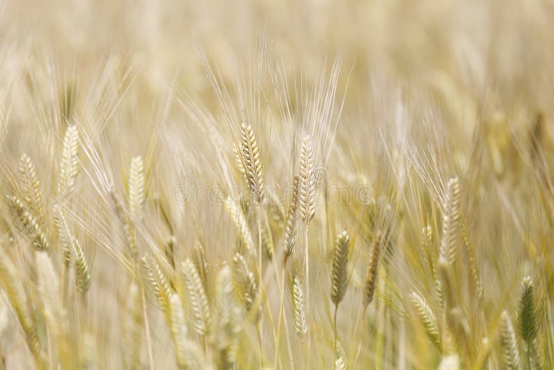 Golden wheat grain field stock image. Image of wheat - 58848117