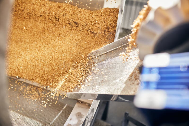 Golden Wheat Grains Sorting and Drying in the Machine Stock Image ...