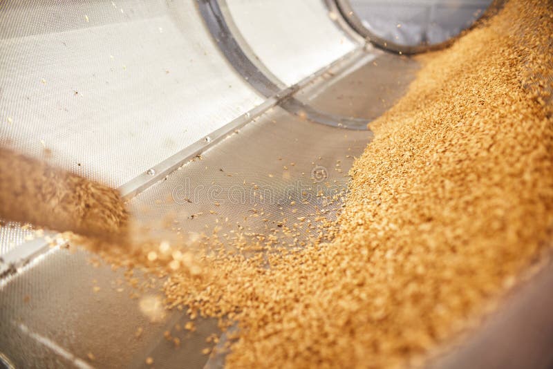 Golden Wheat Grains Sorting and Drying in the Machine Stock Image ...