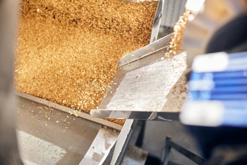 Golden Wheat Grains Sorting and Drying in the Machine Stock Image ...