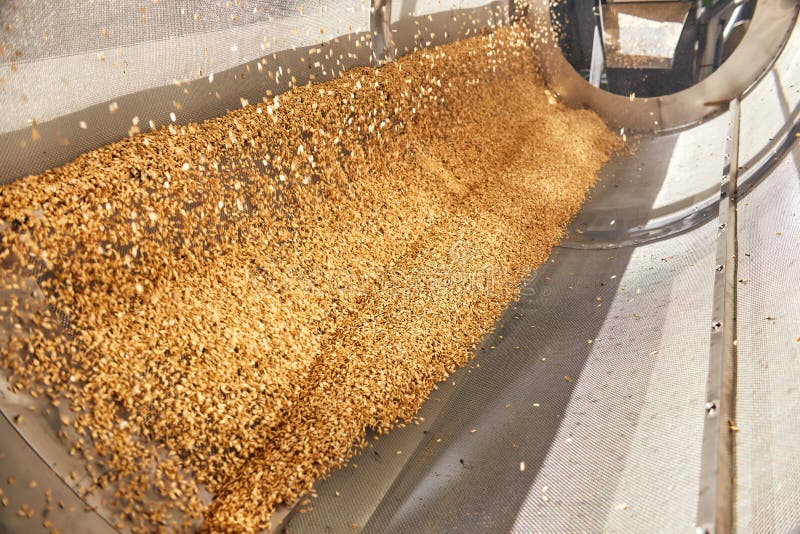 Golden Wheat Grains Sorting, Drying and Peeling in the Machine Stock ...