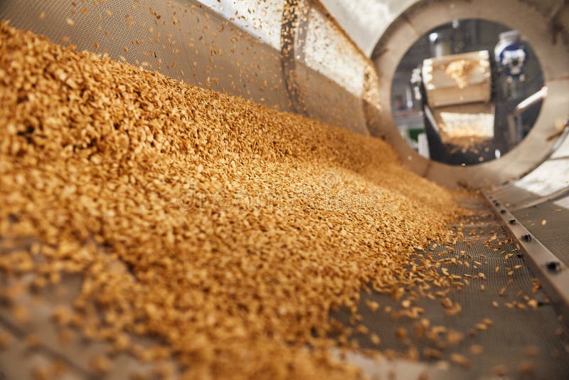 Golden Wheat Grains Sorting, Drying and Peeling in the Machine Stock ...
