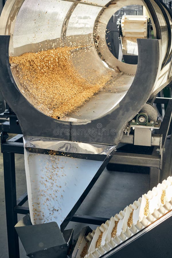 Golden Wheat Grains Sorting, Drying and Peeling in the Machine Stock ...