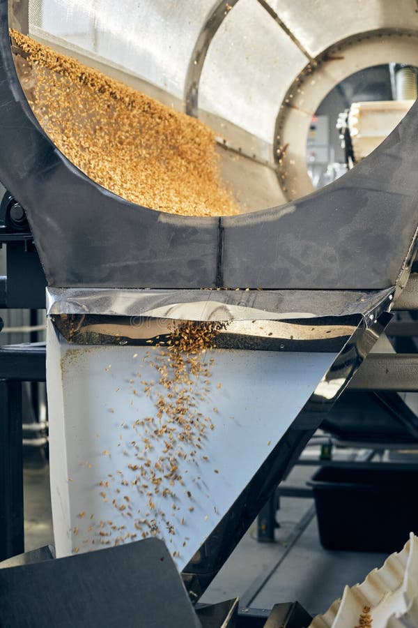 Golden Wheat Grains Sorting, Drying and Peeling in the Machine Stock ...