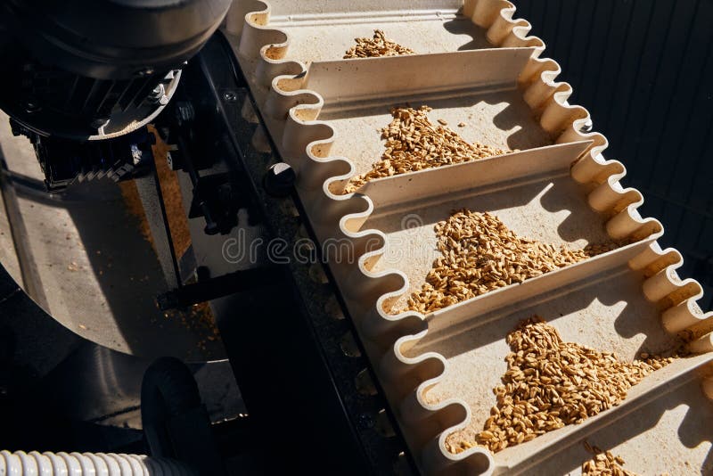 Golden Wheat Grains Sorting, Drying and Peeling in the Machine Stock ...