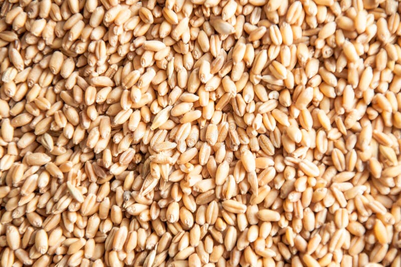 Golden Wheat Grains Texture Stock Image - Image of harvesting, organic ...