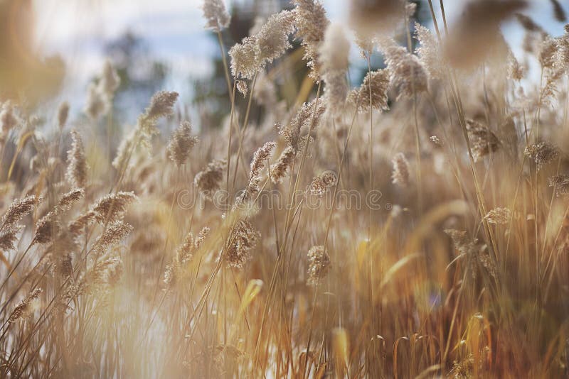 Spring Sun stock image. Image of blur, nature, calm, spring - 29751985