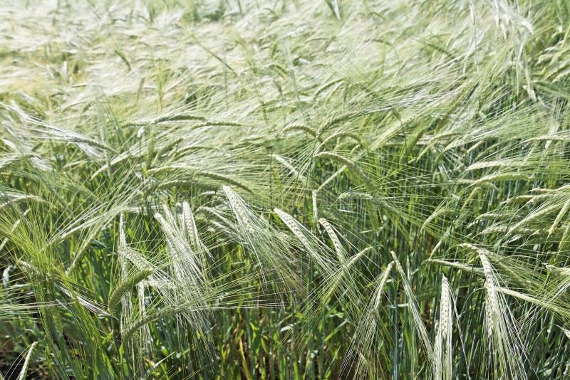 Golden Wheat Growing in a Farm Field Stock Image - Image of land, dawn ...