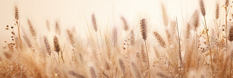 Golden Wheat Harvest Field Background Banner. Panoramic Web Header ...