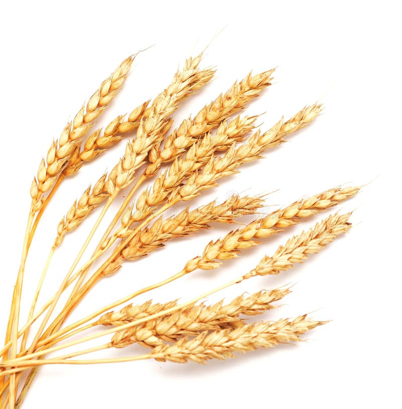 Golden wheat stock image. Image of crop, orange, wheat - 1083081
