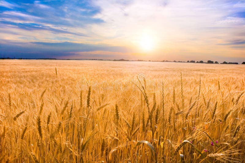 Golden Wheat Ready for Harvest Growing in a Farm Stock Photo - Image of ...