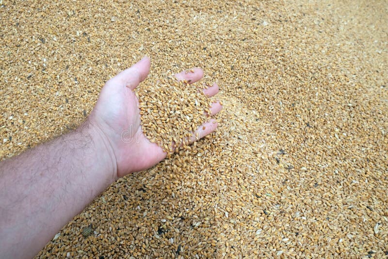 Golden wheat seed stock photo. Image of harvest, cereal - 96417574