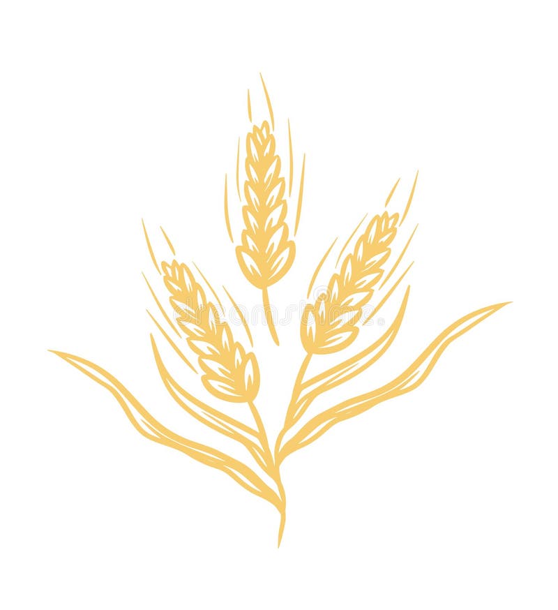 Golden Wheat Stalks Simple Vector Illustration Isolated on White ...