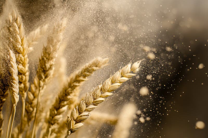 Golden Wheat in Sunlight with Floating Dust Particles Stock Photo ...