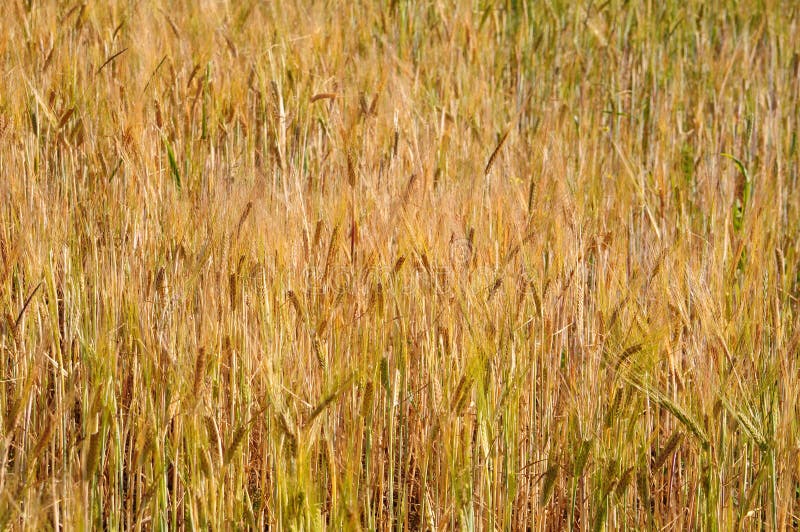 Golden wheat texture stock image. Image of spring, farming - 41227585