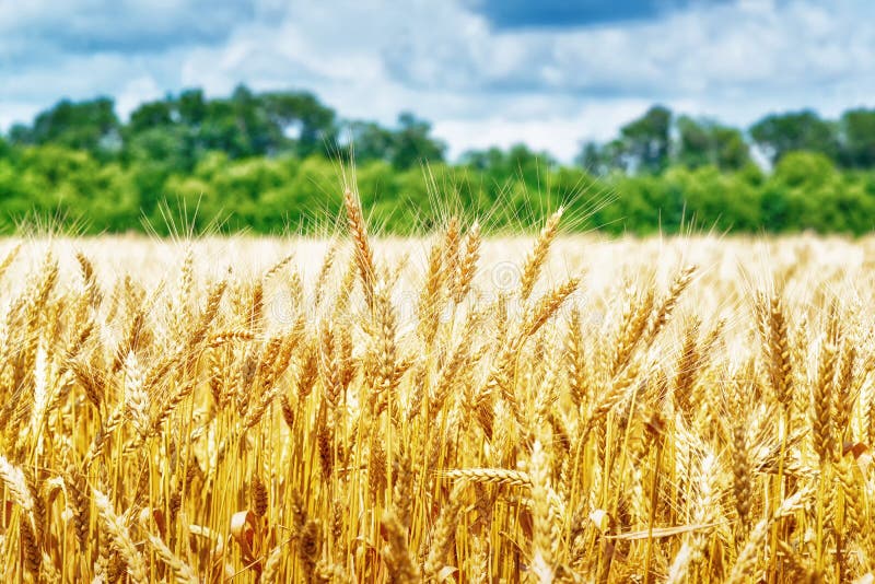 Golden wheat stock photo. Image of farm, wheat, nature - 62133824