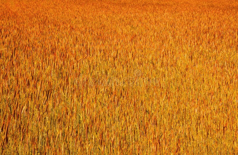 Golden Wheatfield stock image. Image of farming, grass - 9828727