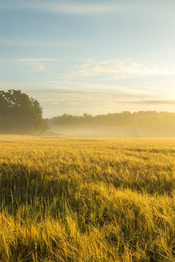 Golden Wheatfield Misty Morning Sun Stock Photos - Free & Royalty-Free ...