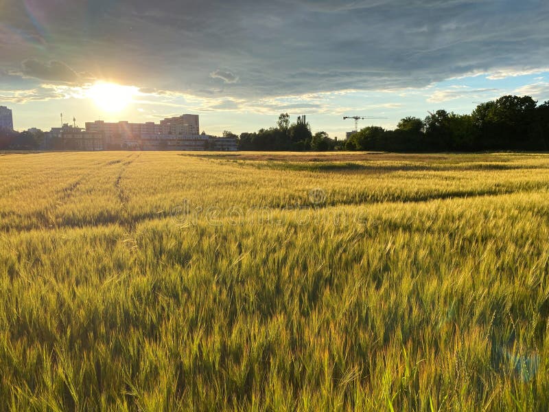 A Golden Wheatfield in Sunset Near Munich Stock Image - Image of grain ...