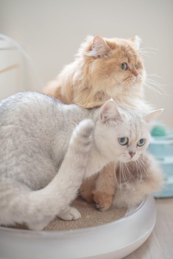 Golden and White British Long and Short Hair Cat Stock Image - Image of ...