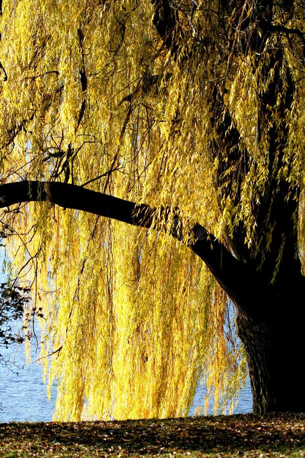 Golden willow stock photo. Image of deciduous, tree, salix - 30665996