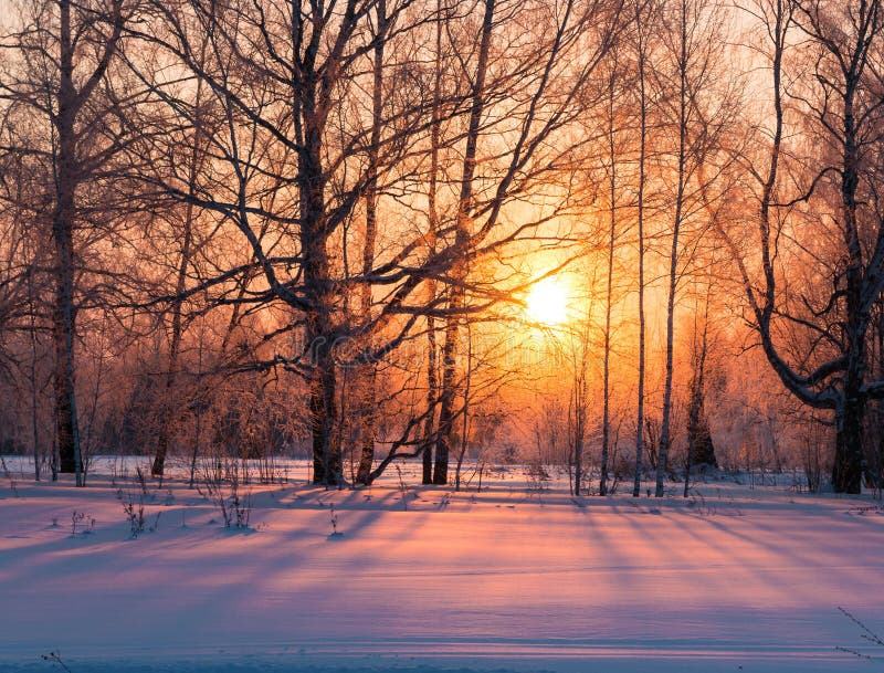 Golden Winter Sunrise through Tree Branches Stock Photo - Image of ...