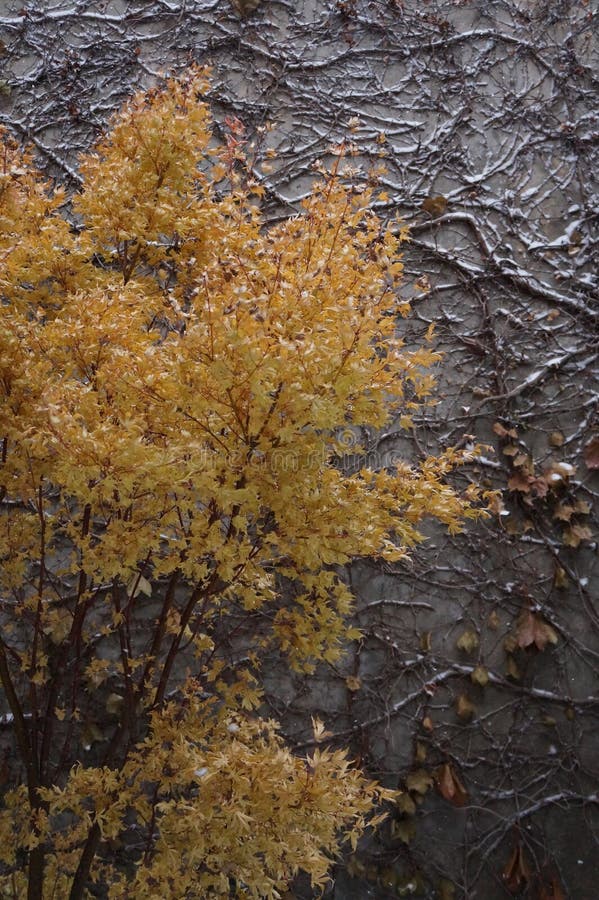Golden Winter stock image. Image of winter, tree, vines - 54279629