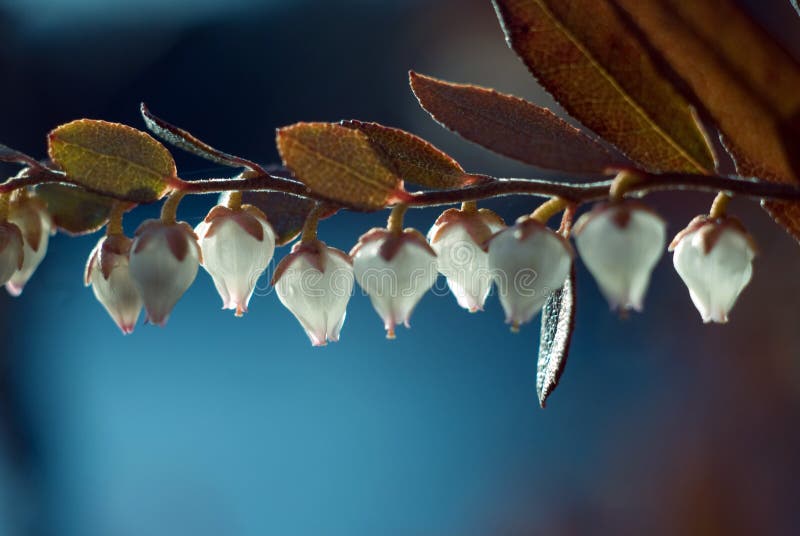 Golden-withy stock image. Image of spring, flower, karelia - 18427915