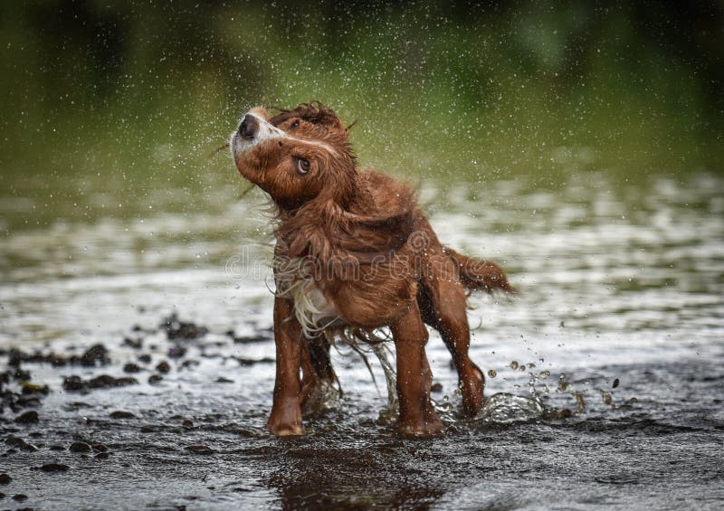 Golden Working Cocker Spaniel Shaking Herself Dry Stock Photo - Image ...