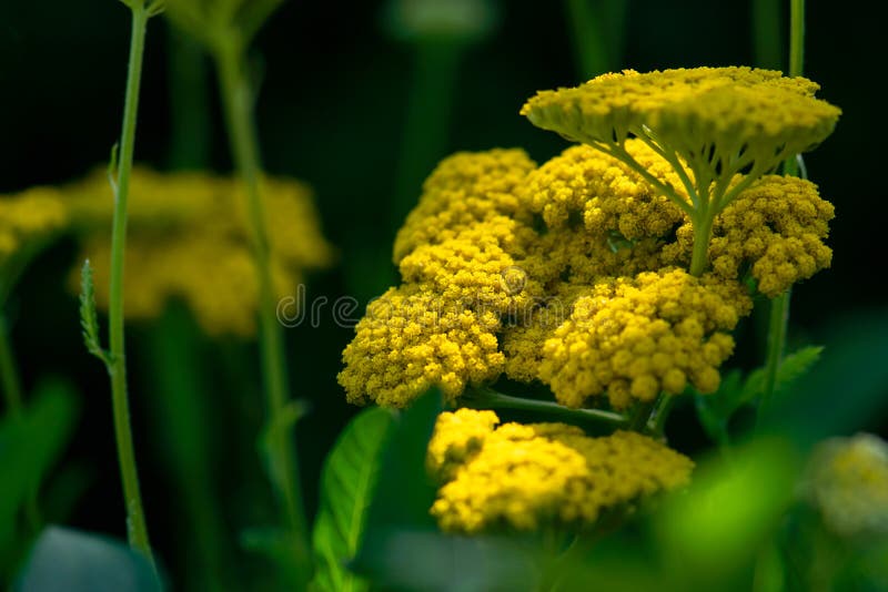 Golden Yarrow Flowers stock photo. Image of achillea - 215366266