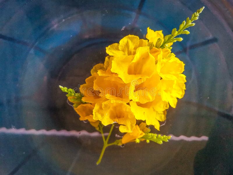 The Golden Yellow Coloured Flower in Water Stock Photo - Image of water ...