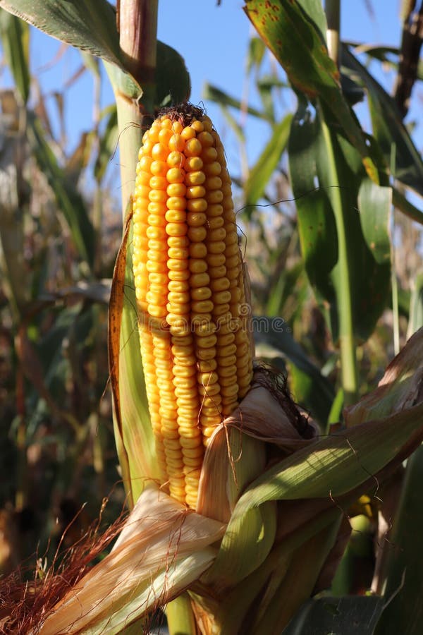 Golden Yellow Corn Cobs, Ready To Be Harvested, Autumn Image Stock ...