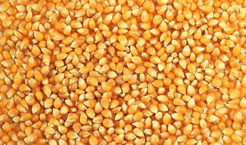 Golden Yellow Corn Kernels Texture Background Stock Photo - Image of ...